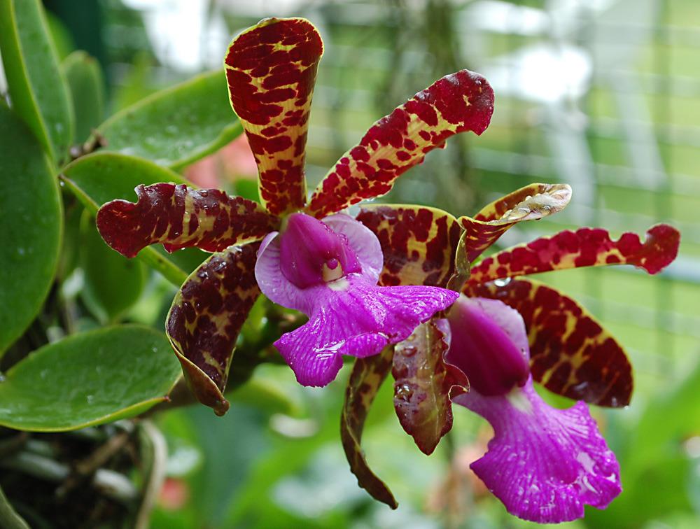 Photo of the bloom of Lady Ackland's Cattleya (Cattleya aclandiae ...