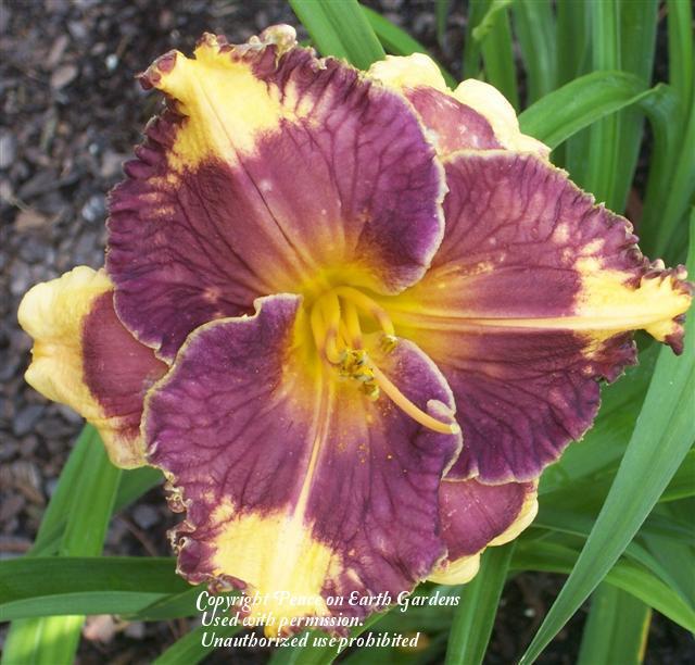 Photo of the bloom of Daylily (Hemerocallis 'Magical Mystery Show ...