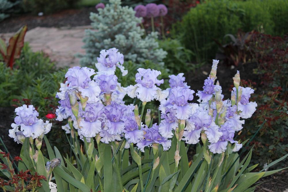 Photo of the bloom of Tall Bearded Iris (Iris 'Raging Tide') posted by ...