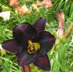 Photo of the bloom of Daylily (Hemerocallis 'Midnight Magic') posted by Joy - Garden.org