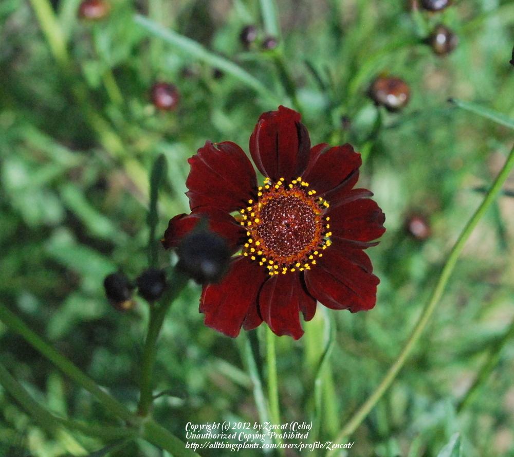 Photo of the bloom of Dwarf Red Plains Coreopsis (Coreopsis tinctoria ...