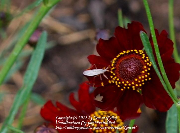 Photo of the bloom of Dwarf Red Plains Coreopsis (Coreopsis tinctoria ...