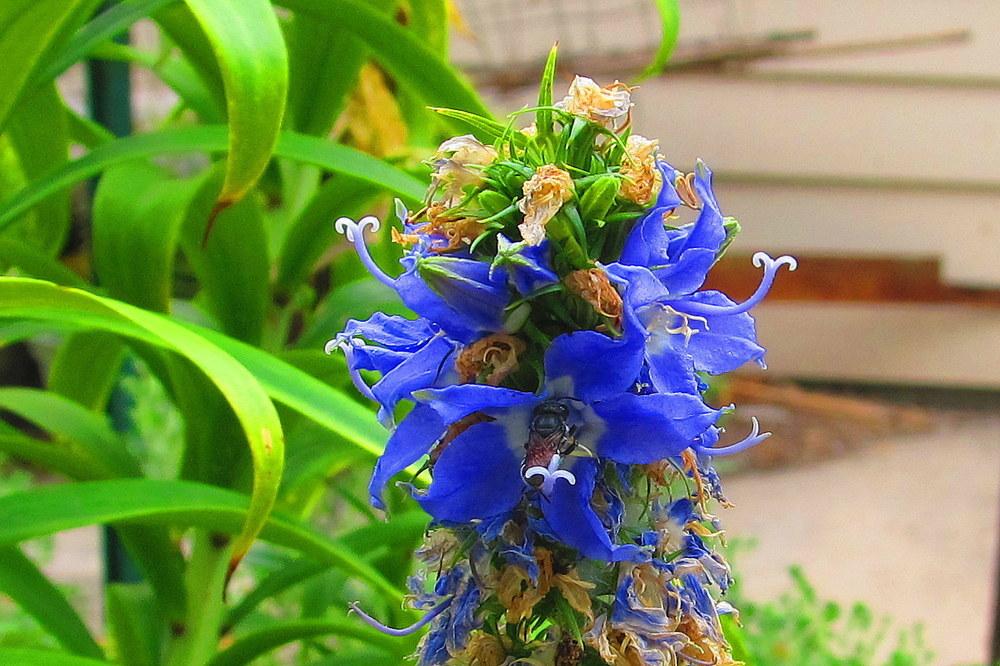 Photo of the bloom of Tall American Bellflower (Campanulastrum ...