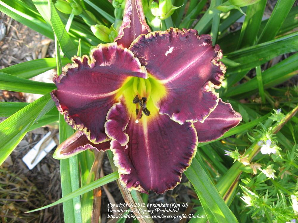 Photo of the bloom of Daylily (Hemerocallis 'Ana Maria Margetts') posted by kimkats - Garden.org