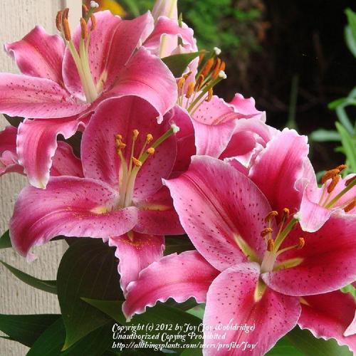 Lily (Lilium Lily Looks™ After Eight) in the Lilies Database - Garden.org
