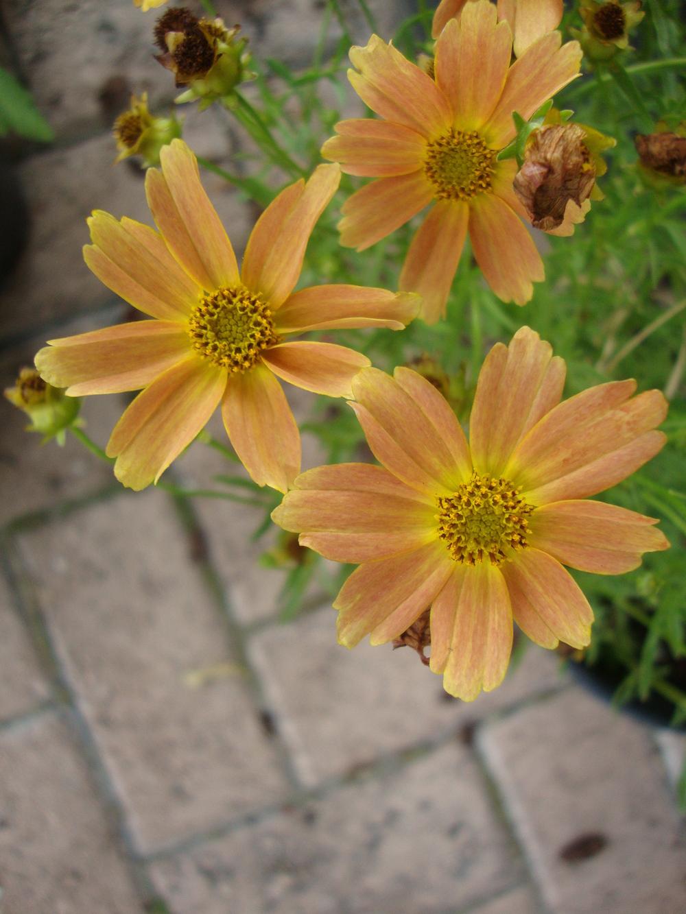 Photo of the bloom of Tickseed (Coreopsis verticillata 'Sienna Sunset ...