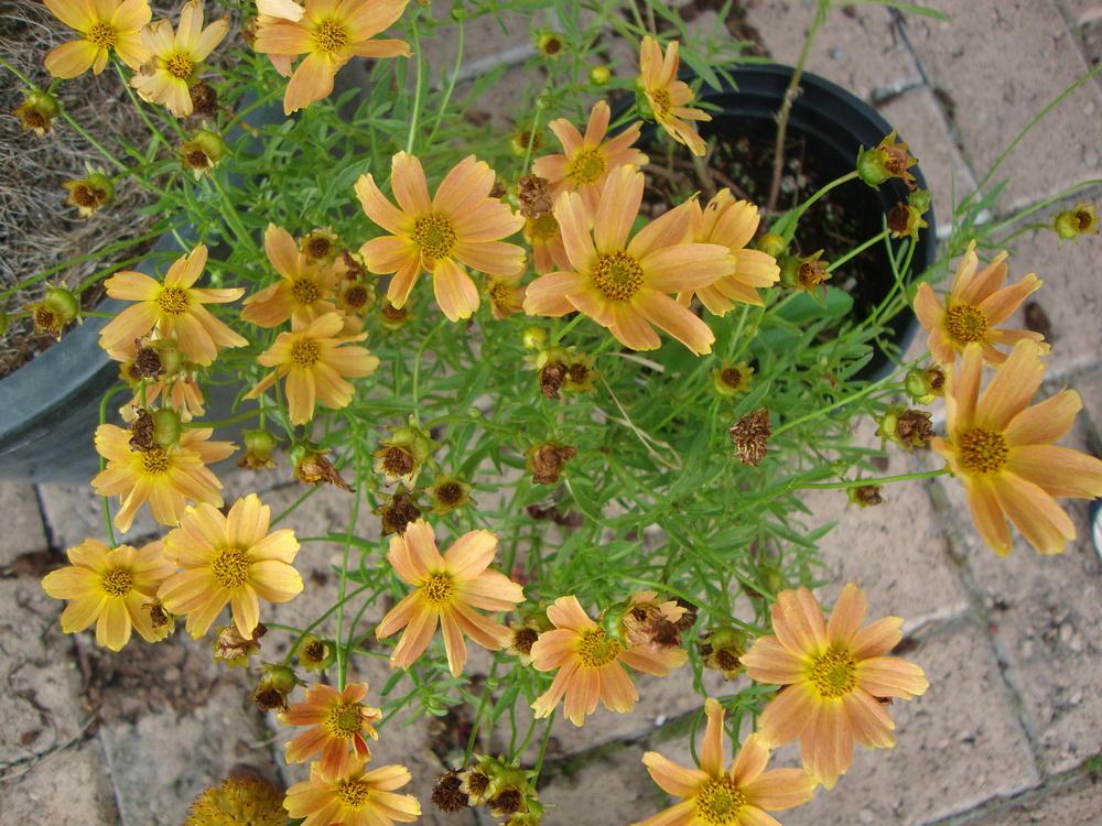 Photo of the entire plant of Tickseed (Coreopsis verticillata 'Sienna ...
