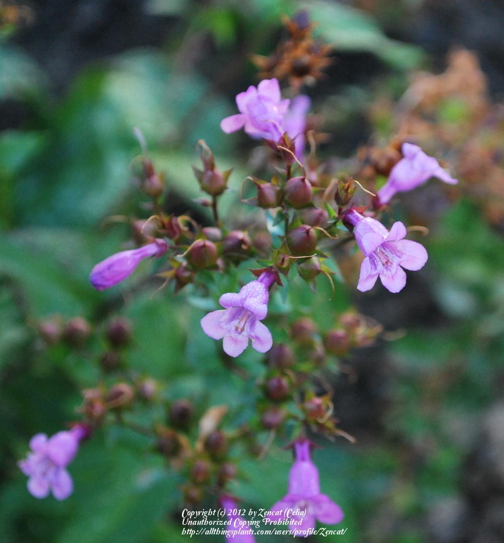 Photo of the bloom of Small's Penstemon (Penstemon smallii 'Violet Dusk ...