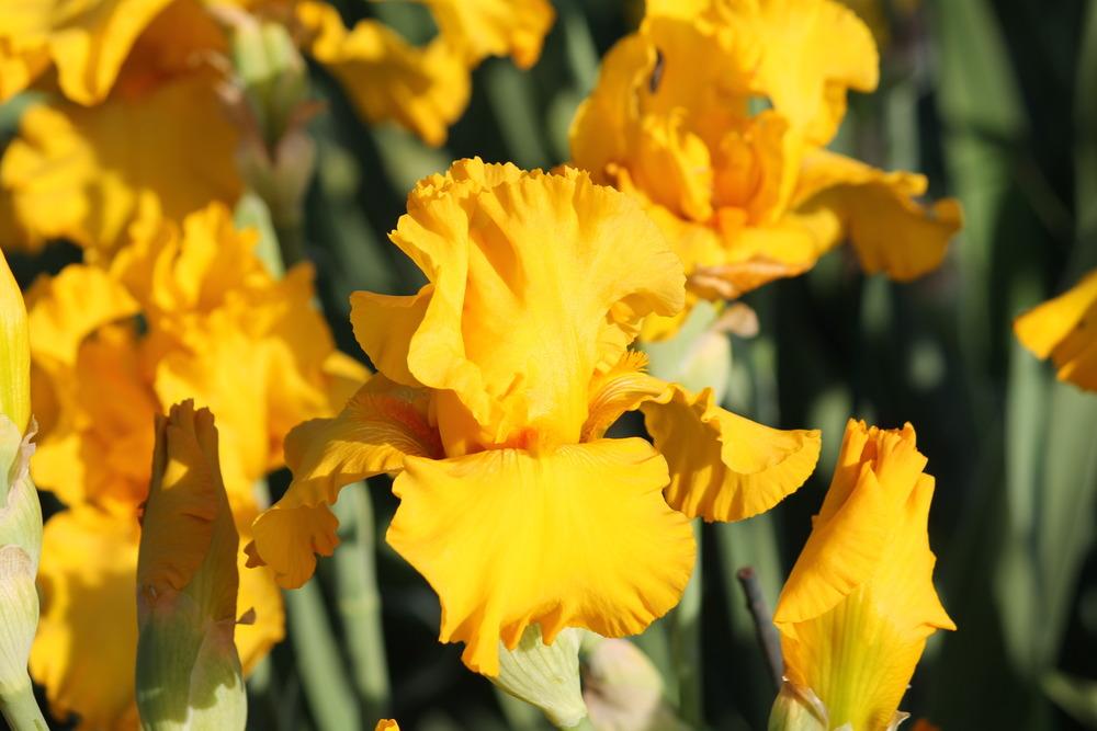 Tall Bearded Iris (Iris 'Here Comes the Sun') in the Irises Database ...