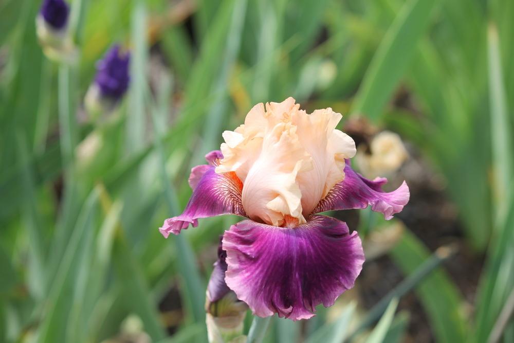 Tall Bearded Iris (Iris 'Rasputin') in the Irises Database - Garden.org