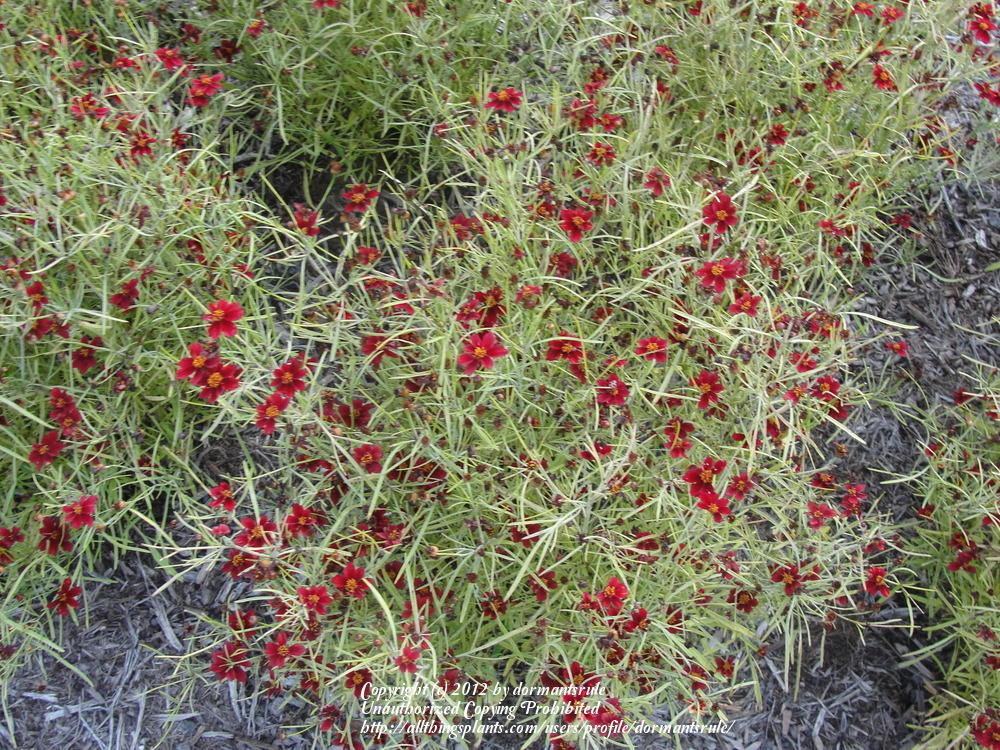 Photo of the entire plant of Hybrid Tickseed (Coreopsis 'Cherry ...