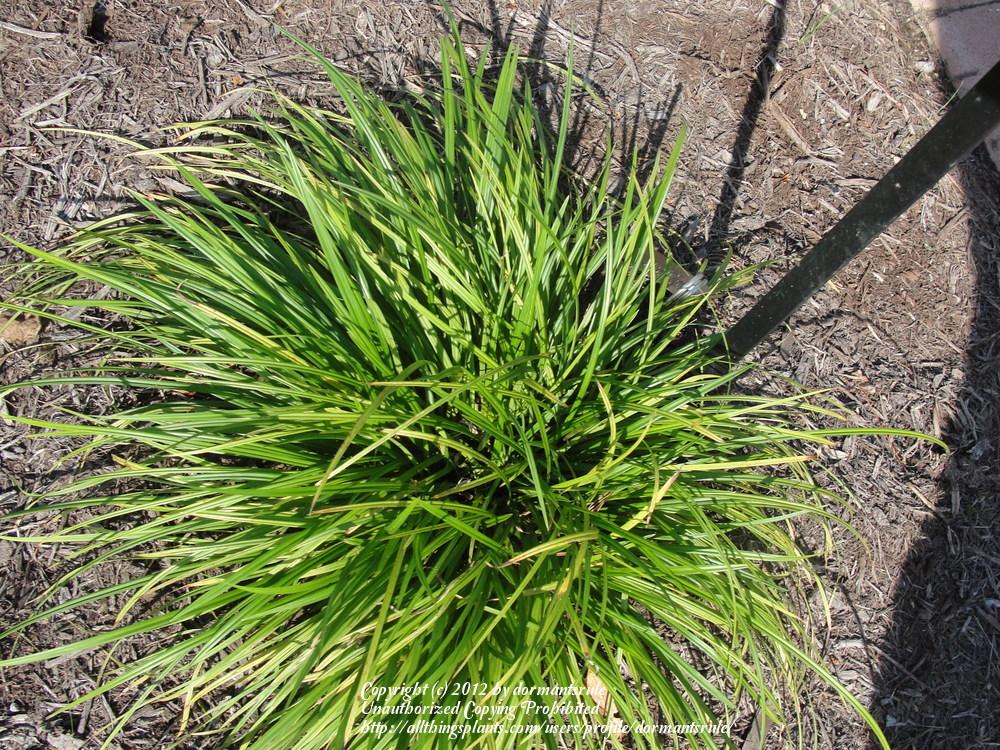 Photo of the entire plant of Slender woodland sedge (Carex digitalis ...