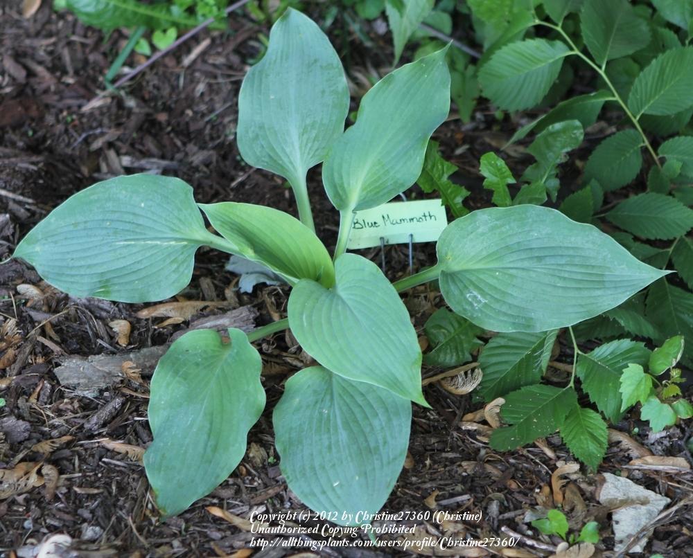 Photo of the entire plant of Hosta 'Blue Mammoth' posted by ...