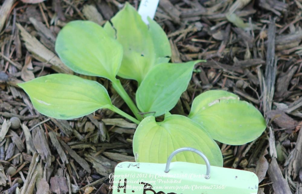 Hosta 'Boracay' in the Hostas Database - Garden.org