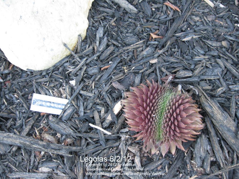 Crested Legolas in the Sempervivum forum - Garden.org
