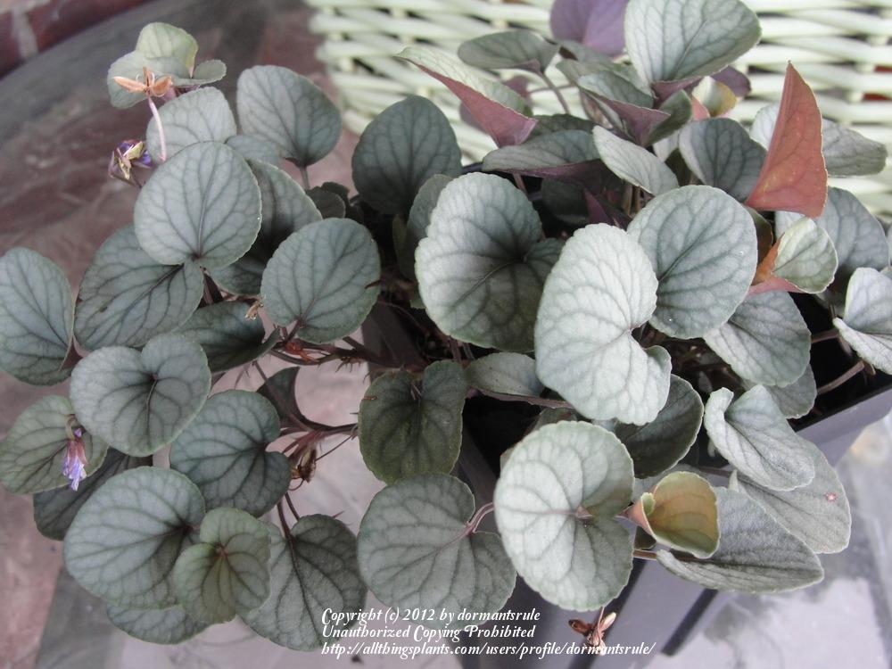 Walter's Violet (Viola walteri) in the Violas Database - Garden.org