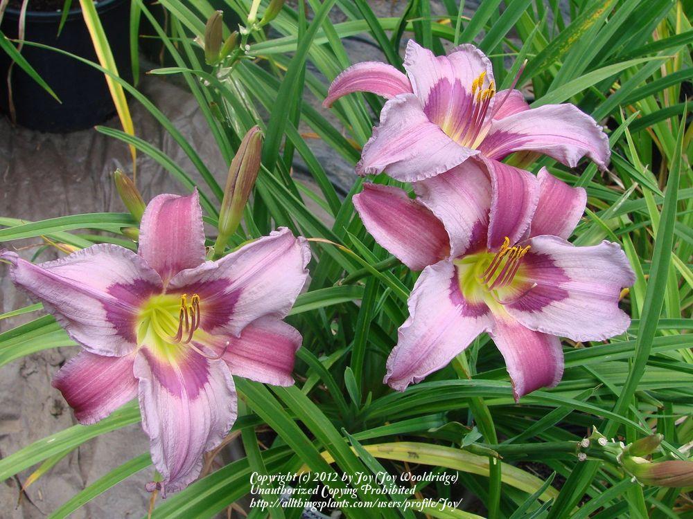 Photo of the entire plant of Daylily (Hemerocallis 'Blueberry Breakfast ...