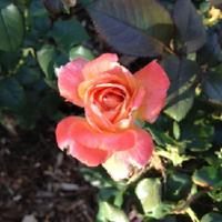 Photo of the bloom of Rose (Rosa 'Octoberfest') posted by clcroses ...