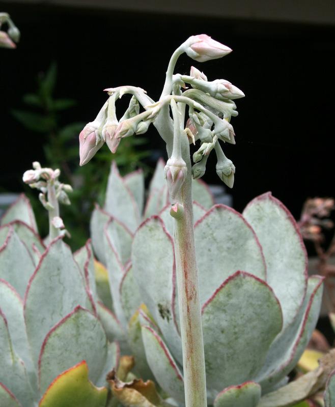 Photo of the closeup of buds, sepals and receptacles of Round-Leafed ...