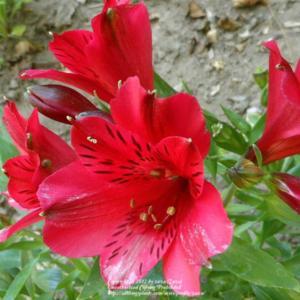 Peruvian Lily (Alstroemeria Inticancha® Red) in the Peruvian Lilies ...
