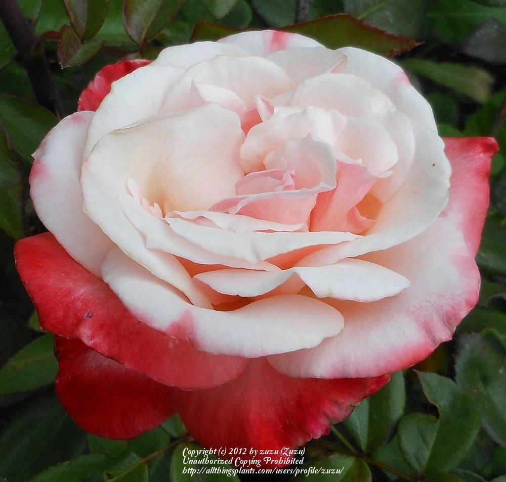 Rose (Rosa 'Tan Cho') in the Roses Database - Garden.org