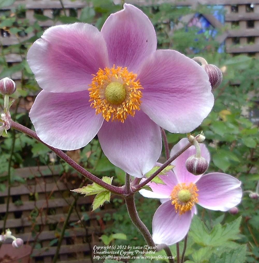 Photo of the bloom of Japanese Anemone (Eriocapitella hupehensis ...