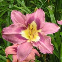 Photo of the bloom of Daylily (Hemerocallis 'Chinese Temple Flower ...