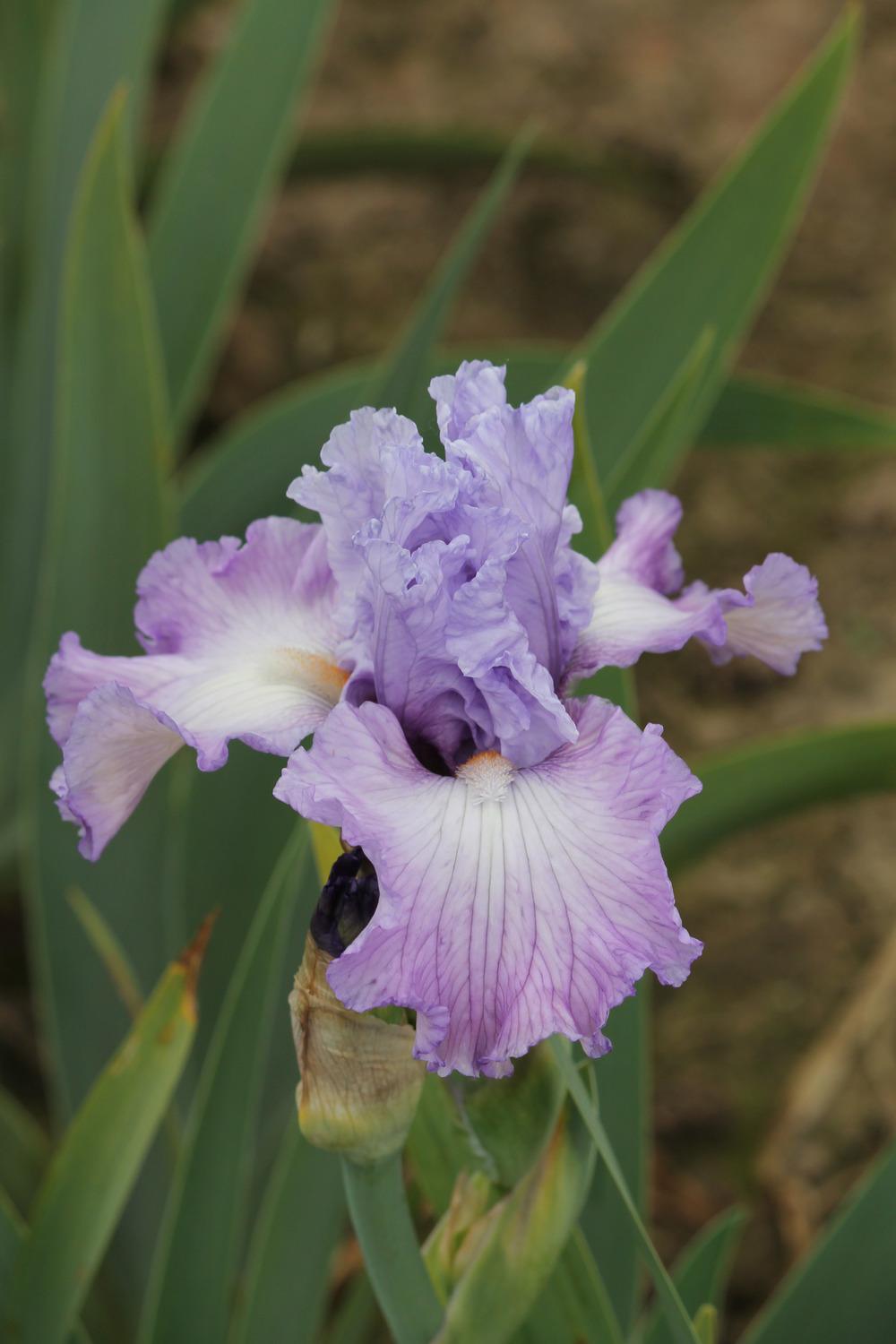 Photo of the bloom of Tall Bearded Iris (Iris 'French Lilacs') posted ...