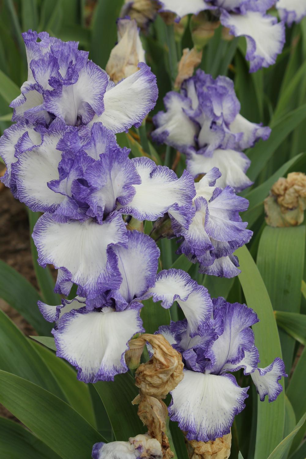 Photo of the bloom of Tall Bearded Iris (Iris 'Common Thread') posted ...