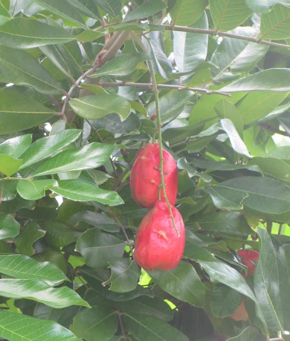 Photo of the fruit of Ackee (Blighia sapida) posted by Dutchlady1 ...