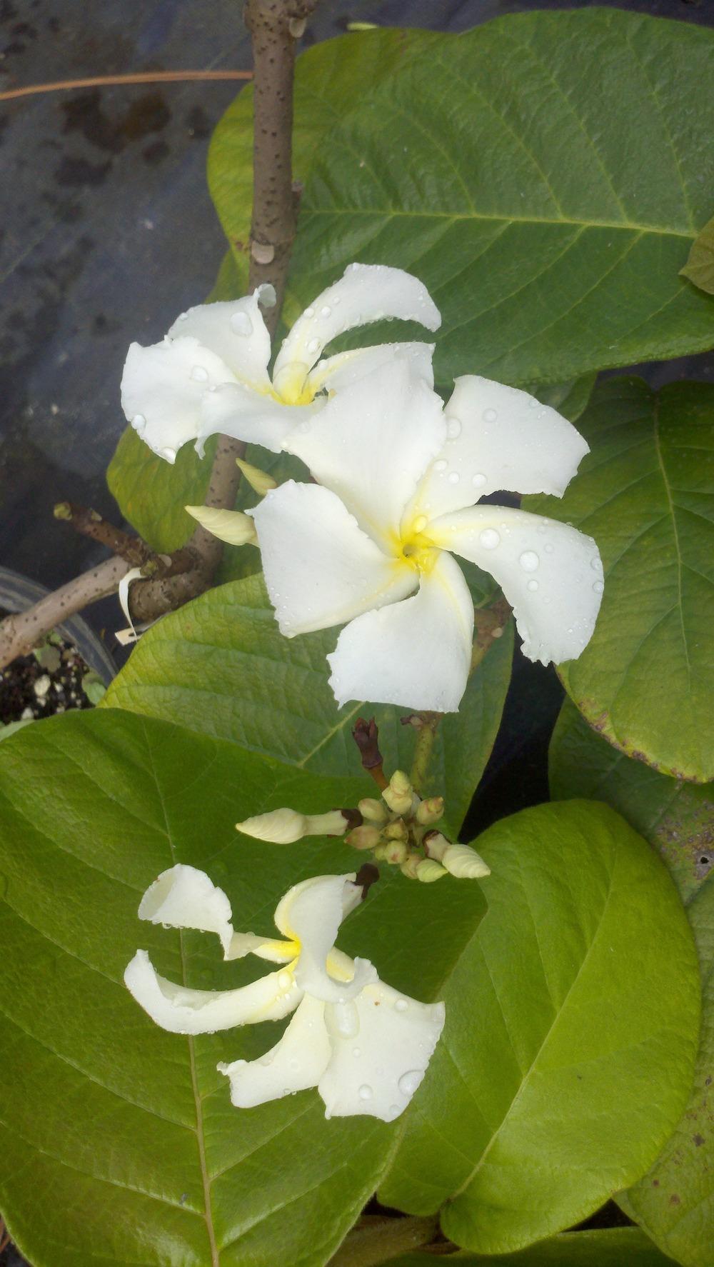 Frangipani Vine (Chonemorpha fragrans) - Garden.org