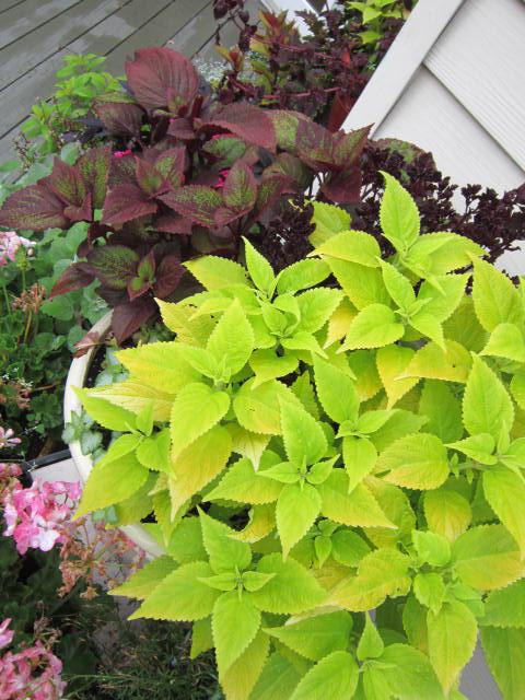 Coleus (Coleus scutellarioides 'Chartreuse') in the Coleus Database ...