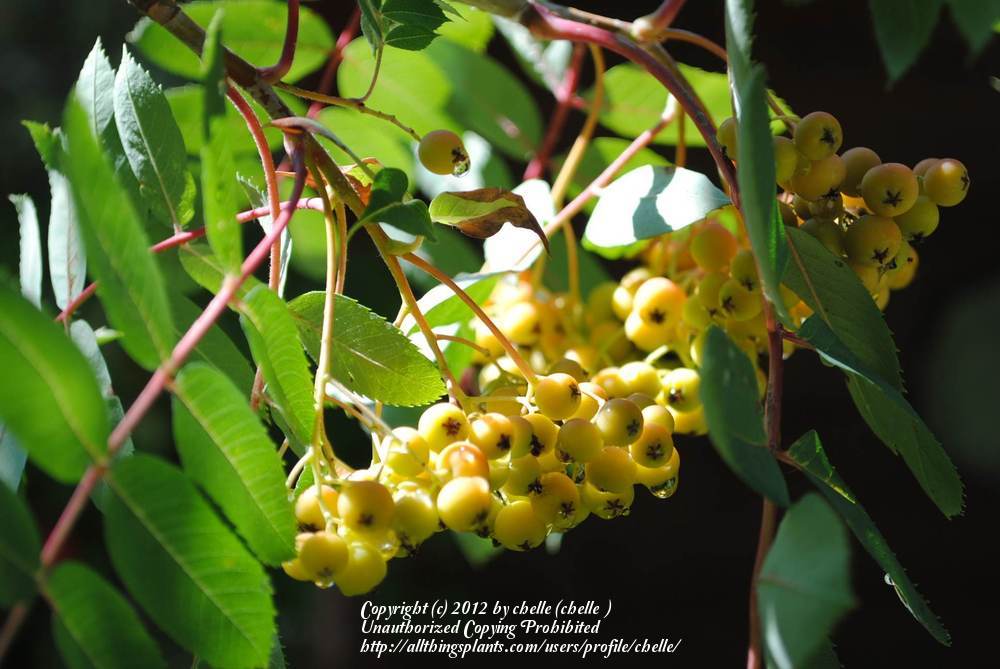 Showy Mountain Ash (Sorbus decora) - Garden.org