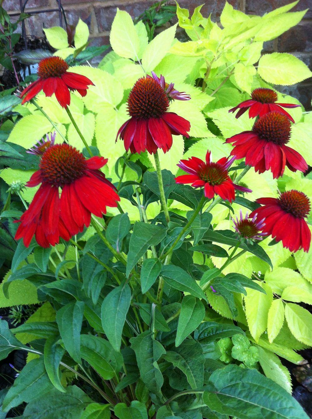 Photo of the entire plant of Coneflower (Echinacea Sombrero® Salsa Red ...