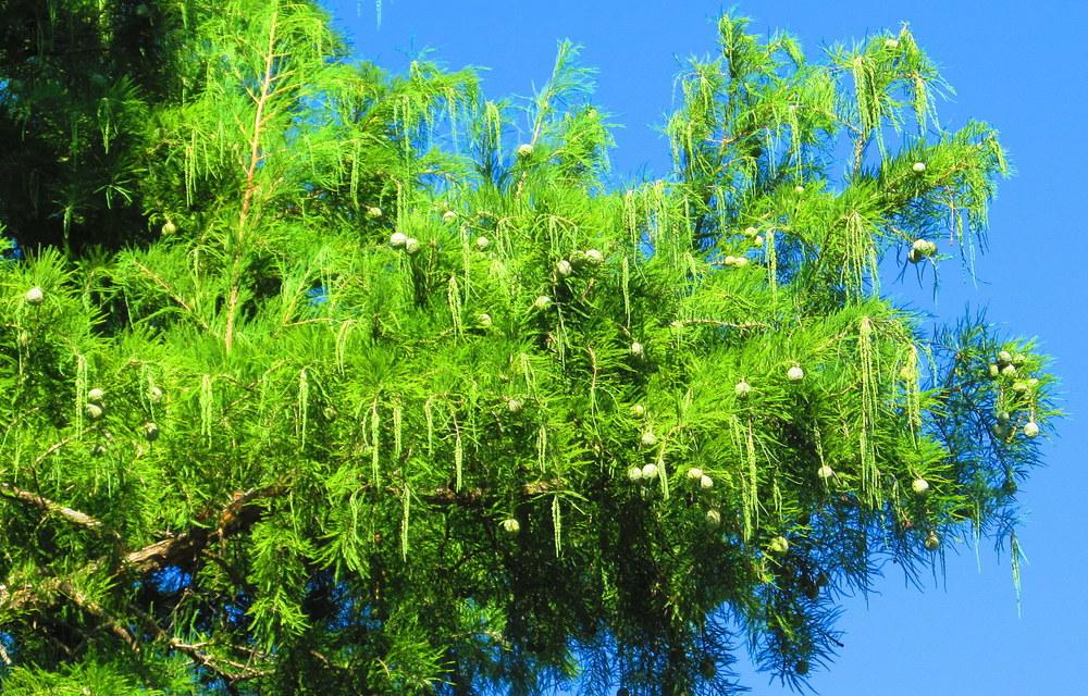 Photo of the fruit of Bald Cypress (Taxodium distichum) posted by ...