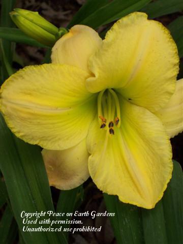 Daylily (Hemerocallis 'Spanish Jade') in the Daylilies Database ...
