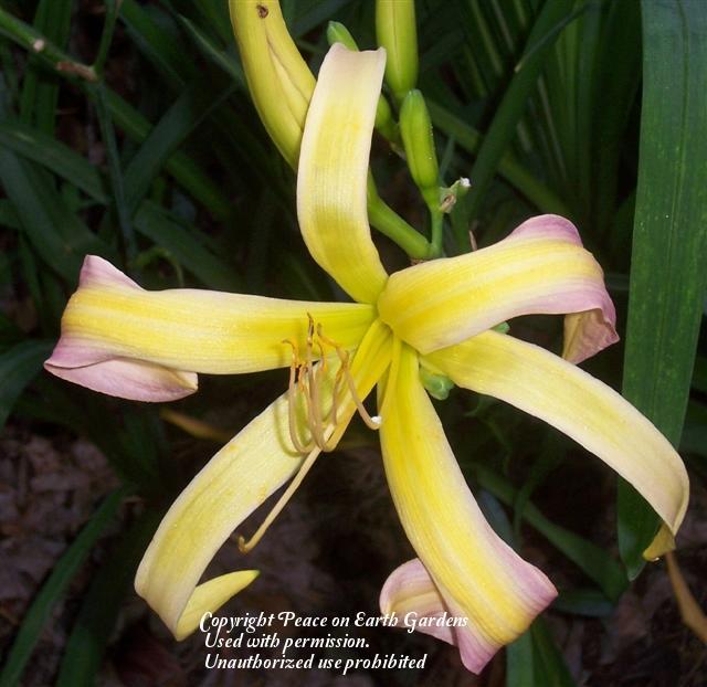 Photo of the bloom of Daylily (Hemerocallis 'String Bikini') posted by vic - Garden.org
