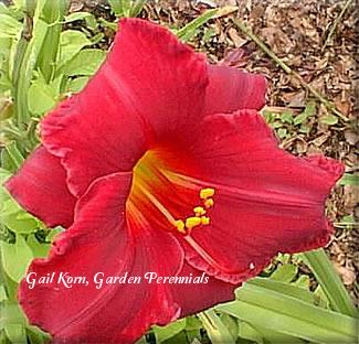 Photo of the bloom of Daylily (Hemerocallis 'Cranberry Cove') posted by Joy - Garden.org