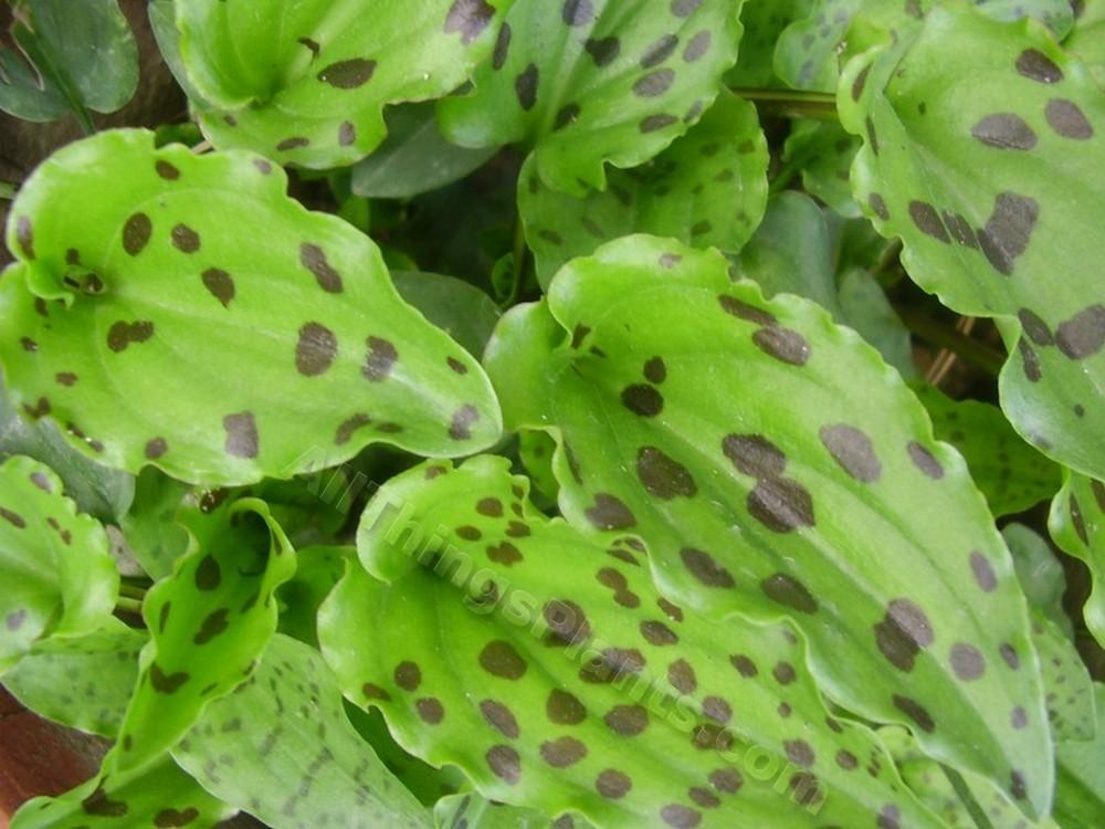 Photo of the leaves of African Hosta (Drimiopsis maculata) posted by ...