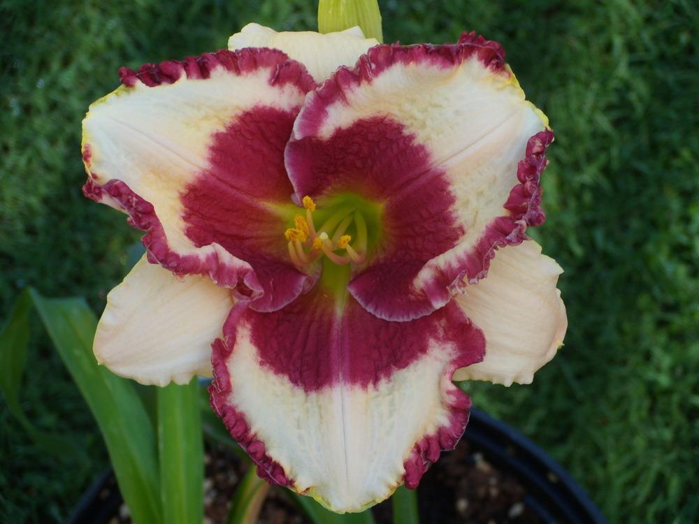 Photo of the bloom of Daylily (Hemerocallis 'Raspberries in Cream ...