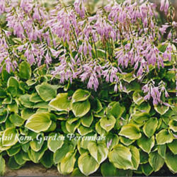 Hosta 'Golden Tiara' in the Hostas Database - Garden.org