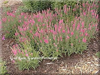 Photo of the entire plant of Spike Speedwell (Veronica spicata 'Red Fox ...