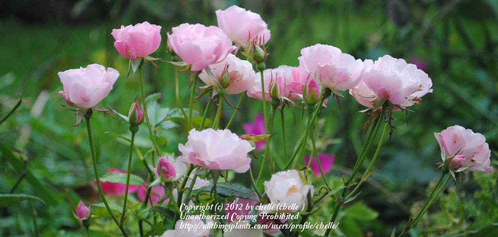 Photo of the bloom of Rose (Rosa 'La Marne') posted by chelle - Garden.org