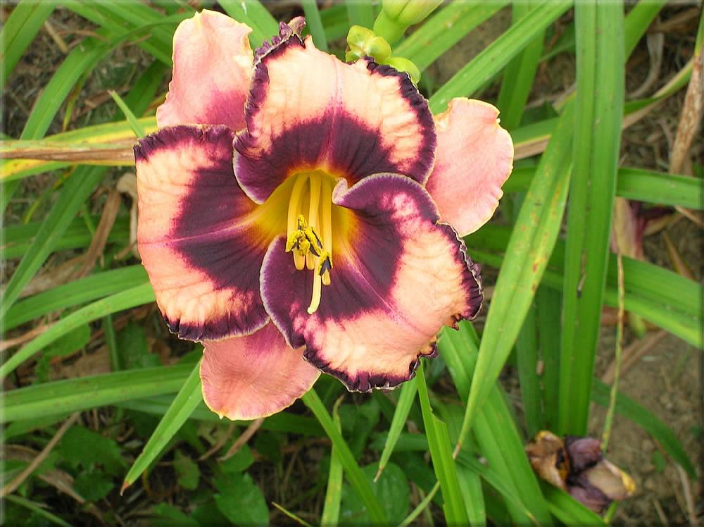 Photo of the bloom of Daylily (Hemerocallis 'Adamas') posted by vic - Garden.org