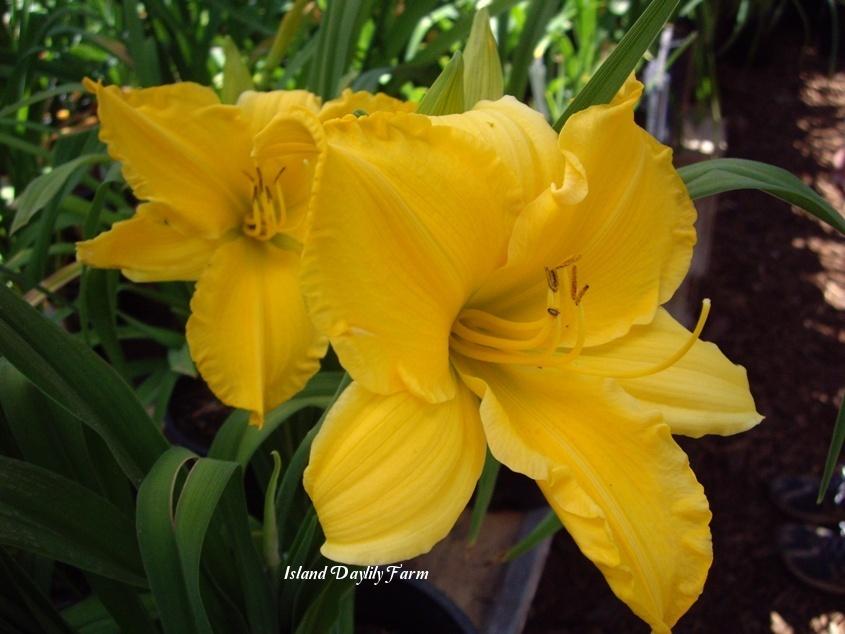 Photo of the bloom of Daylily (Hemerocallis 'Jen Melon') posted by Joy ...