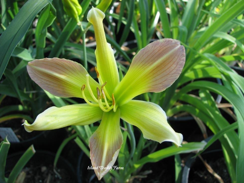 Photo of the bloom of Daylily (Hemerocallis 'Prague Spring') posted by ...