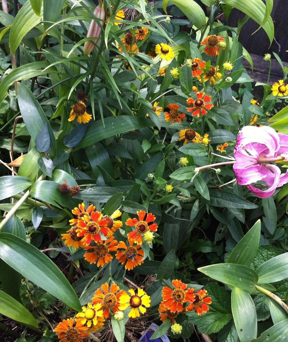 Photo of the entire plant of Sneezeweed (Helenium autumnale Mardi Gras ...