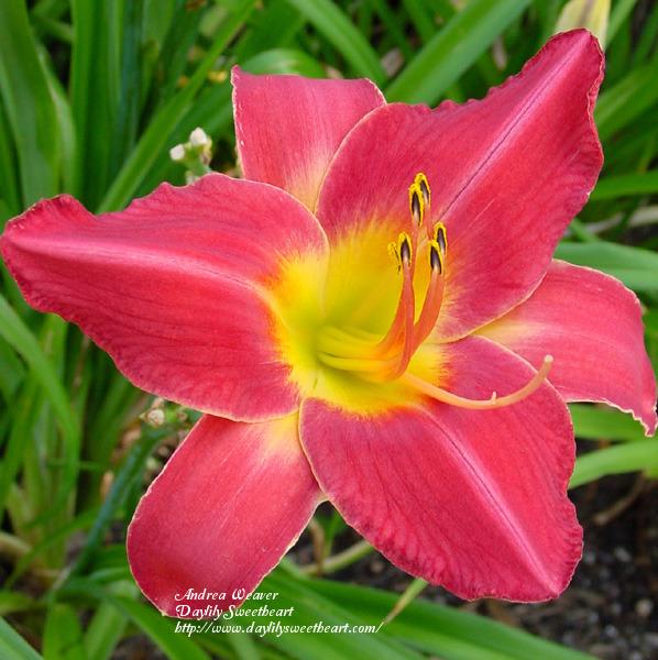 Photo of the bloom of Daylily (Hemerocallis 'Cherry Cheeks') posted by ...