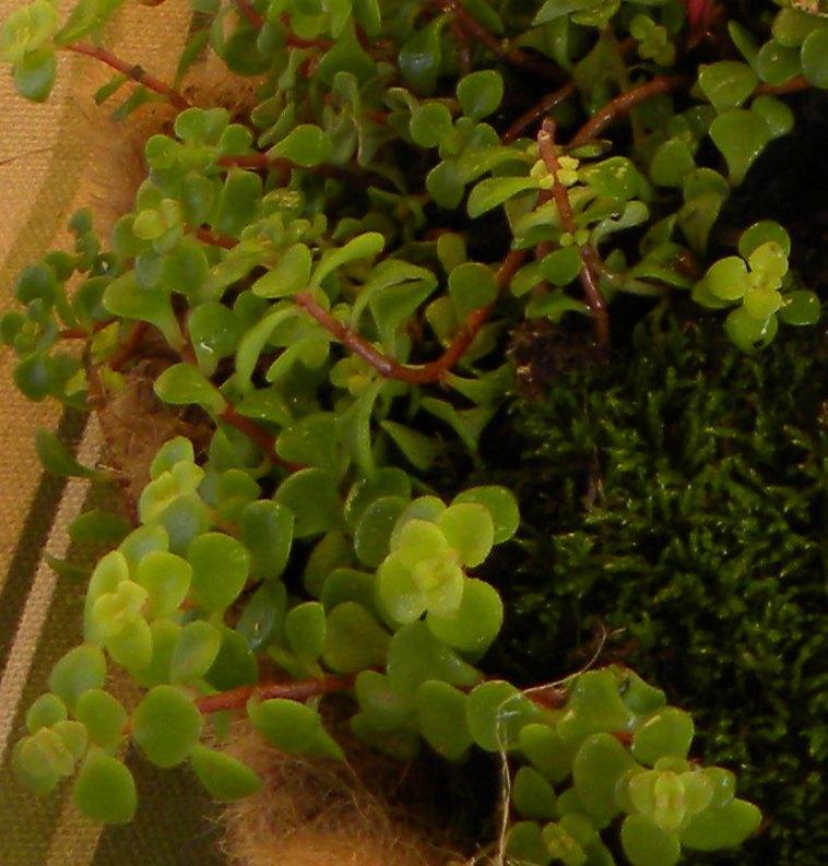 Photo of the entire plant of Japanese Woodland Stonecrop (Sedum makinoi ...