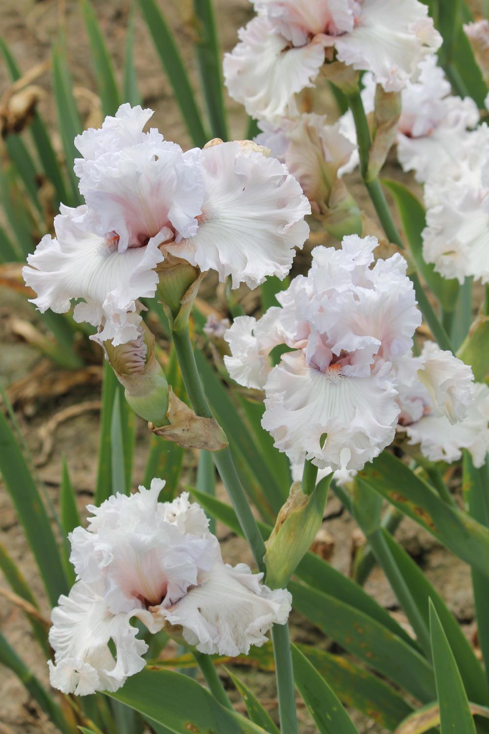 Photo of the bloom of Tall Bearded Iris (Iris 'Rite of Passage') posted ...